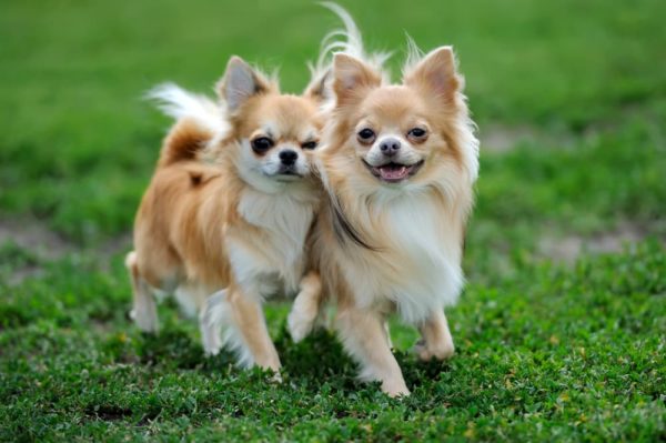 14 Velcro Dog Breeds That Cling to Their Pet Parents | Great Pet Care