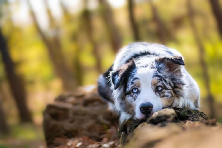 14 Velcro Dog Breeds That Cling to Their Pet Parents | Great Pet Care