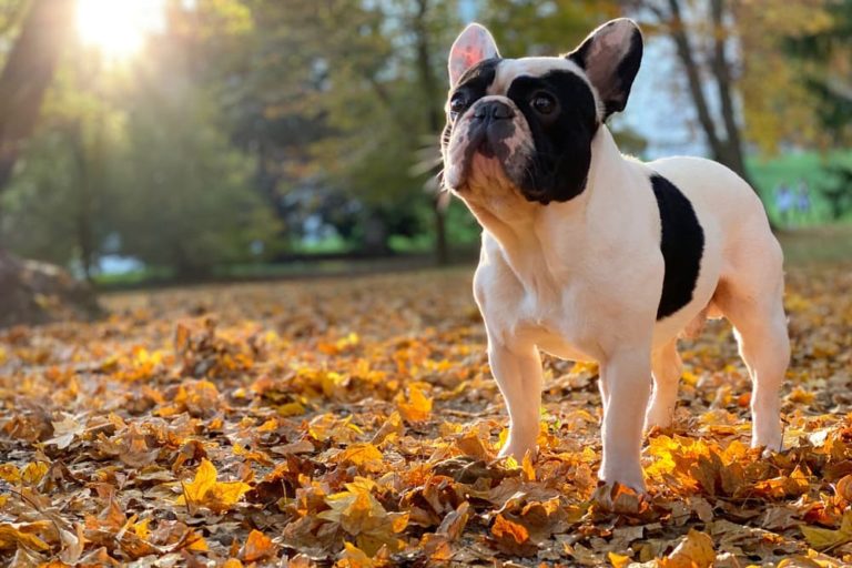 14 Velcro Dog Breeds That Cling to Their Pet Parents | Great Pet Care
