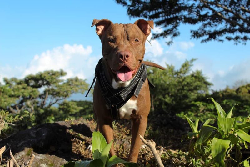 14 Velcro Dog Breeds That Cling to Their Pet Parents | Great Pet Care