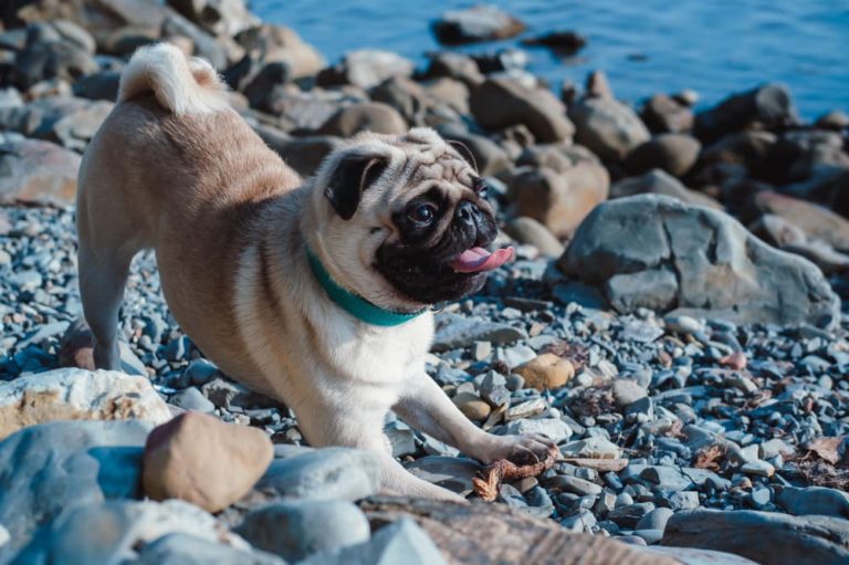 14 Velcro Dog Breeds That Cling to Their Pet Parents | Great Pet Care