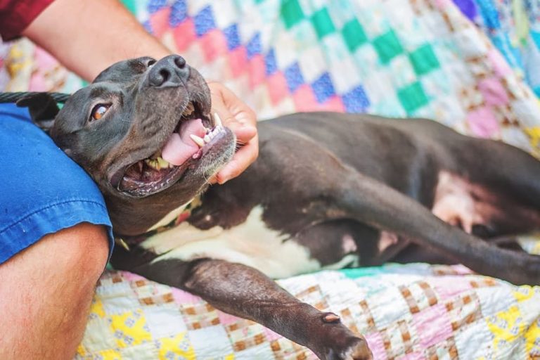 14 Velcro Dog Breeds That Cling to Their Pet Parents | Great Pet Care