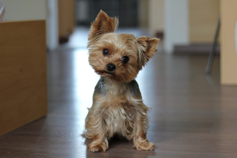 14 Velcro Dog Breeds That Cling to Their Pet Parents | Great Pet Care