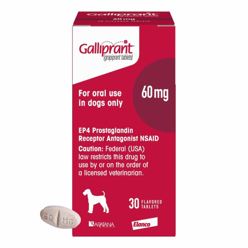 Inflammation in Dogs: Signs and How to Help | Great Pet Care