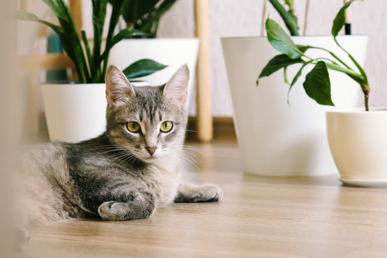6 Cat UTI Symptoms to Get Checked Right Away | Great Pet Care