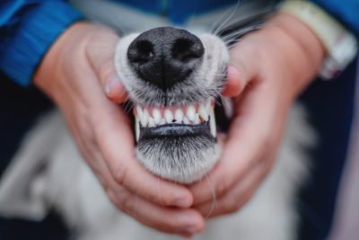 Can Dogs Get Cavities? | Great Pet Care