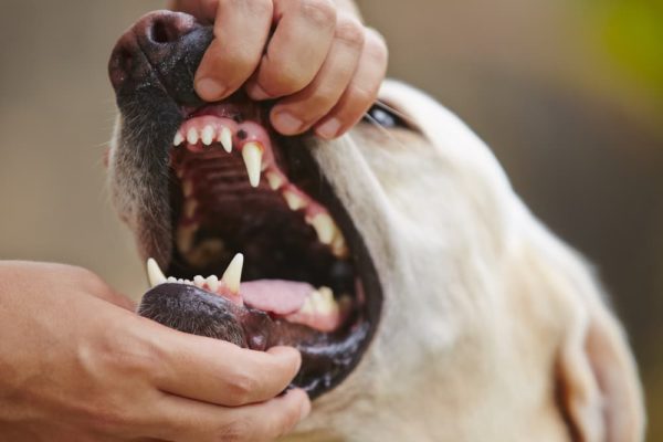 Can Dogs Get Cavities? | Great Pet Care