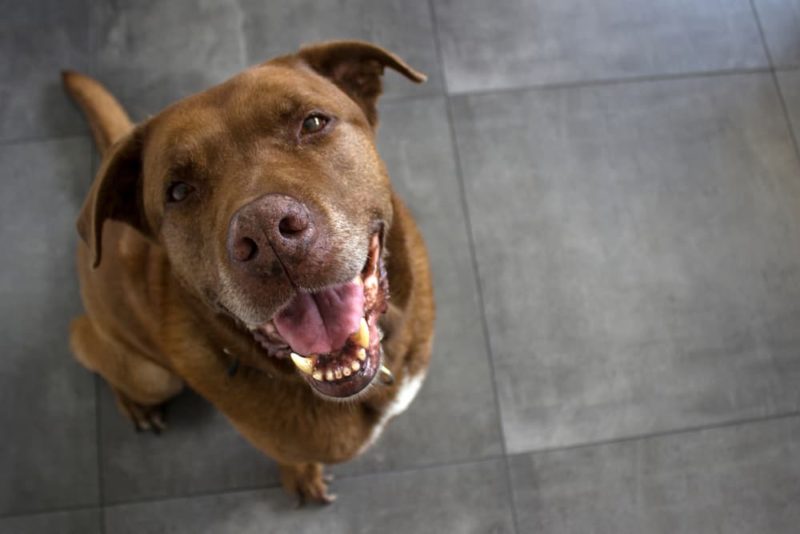 Can Dogs Get Cavities? | Great Pet Care