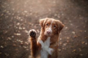 Dog Paws: Anatomy, Care, and Protection Tips | Great Pet Care