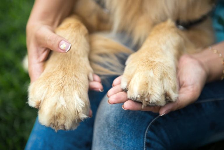 Dog Paws: Anatomy, Care, and Protection Tips | Great Pet Care