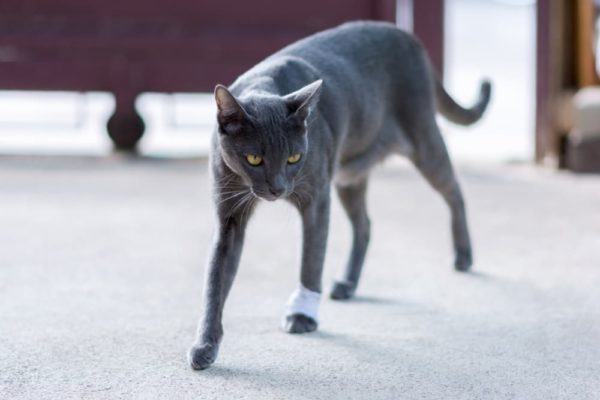 Cat Limping: 14 Reasons Why It Happens | Great Pet Care
