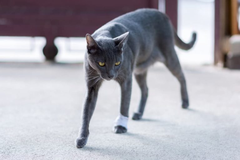 Cat Limping: 14 Reasons Why It Happens | Great Pet Care