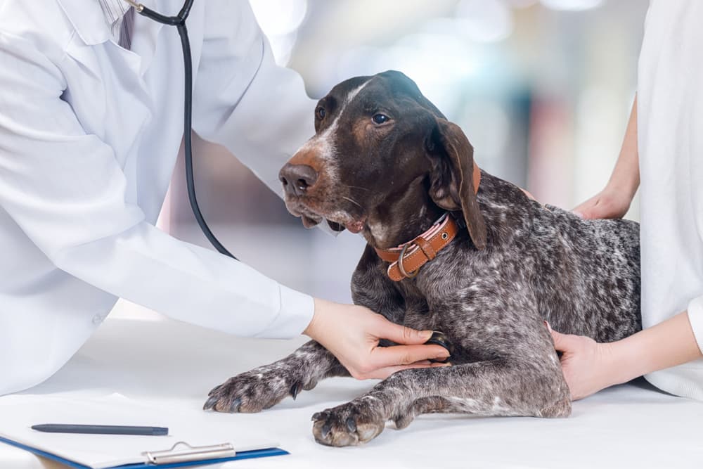 Normal Dog Heart Rate: What Should It Be? | Great Pet Care