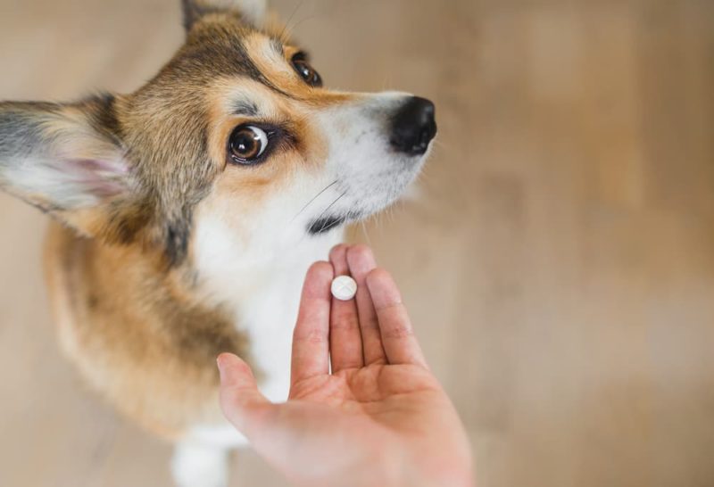 Clavamox for Dogs: Uses, Dosing, Side Effects | Great Pet Care