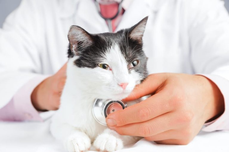Pneumonia in Cats | Great Pet Care