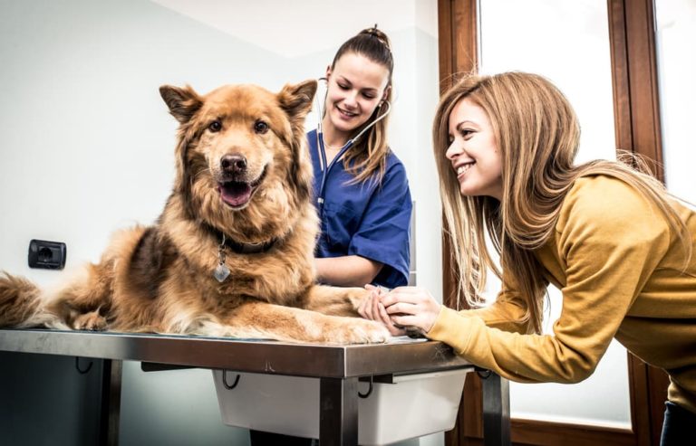 Normal Dog Heart Rate: What Should It Be? | Great Pet Care