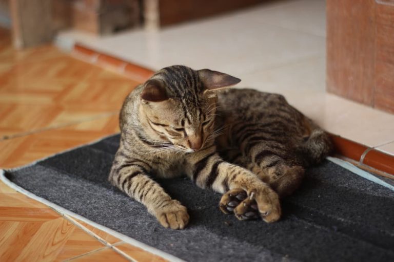 Cat Limping: 14 Reasons Why It Happens | Great Pet Care