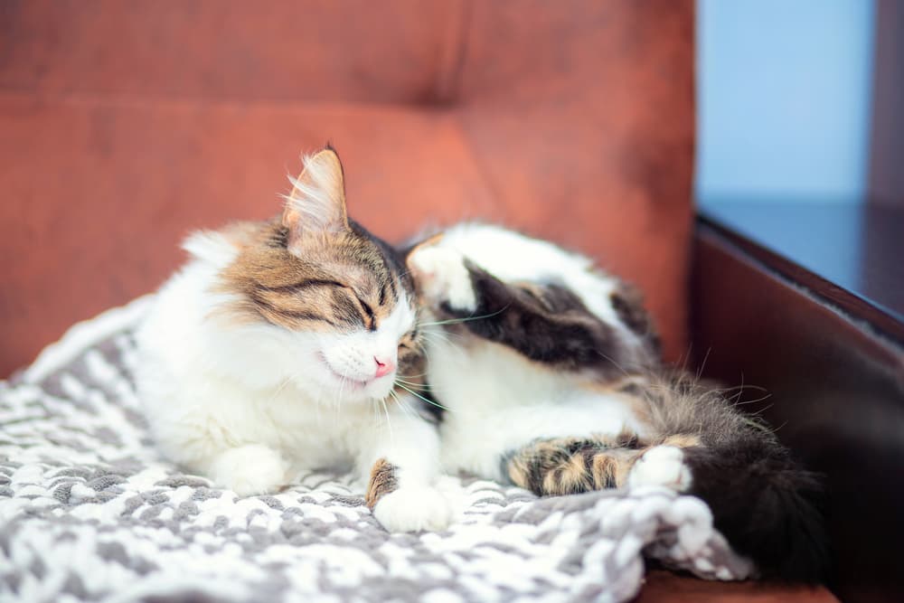 Flea Allergy Dermatitis in Cats | Great Pet Care