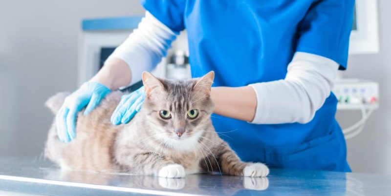 Pancreatitis in Cats | Great Pet Care