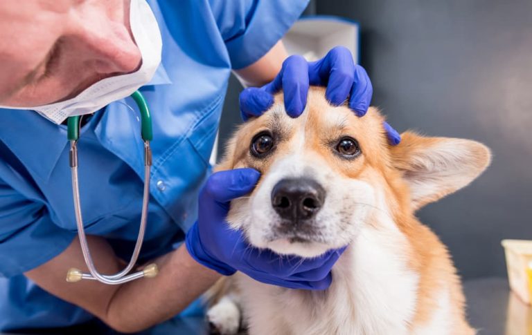 Dog Eye Allergies: Signs and How to Treat | Great Pet Care