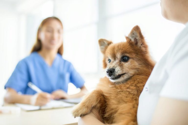 Clavamox for Dogs: Uses, Dosing, Side Effects | Great Pet Care