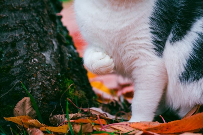 Cat Limping: 14 Reasons Why It Happens | Great Pet Care