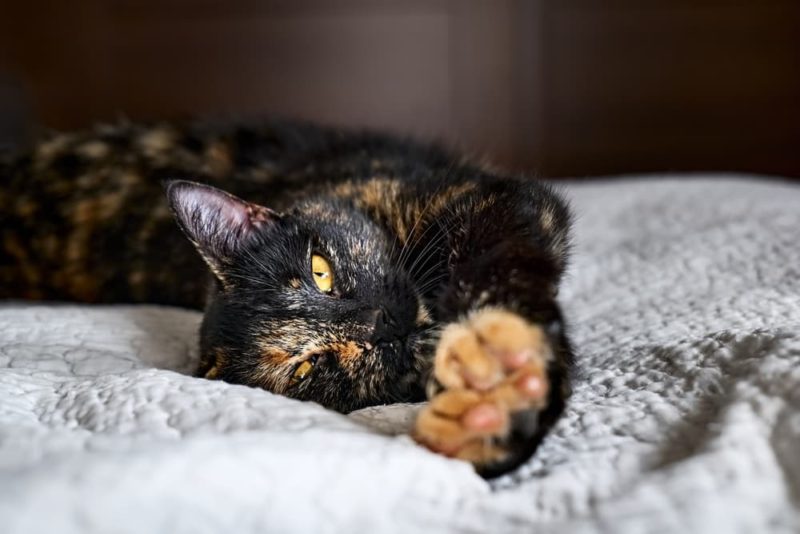 170 Tortoiseshell Cat Names That Are On Point | Great Pet Care