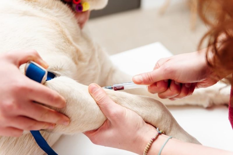 Glucose Curve for Dogs: What to Expect | Great Pet Care
