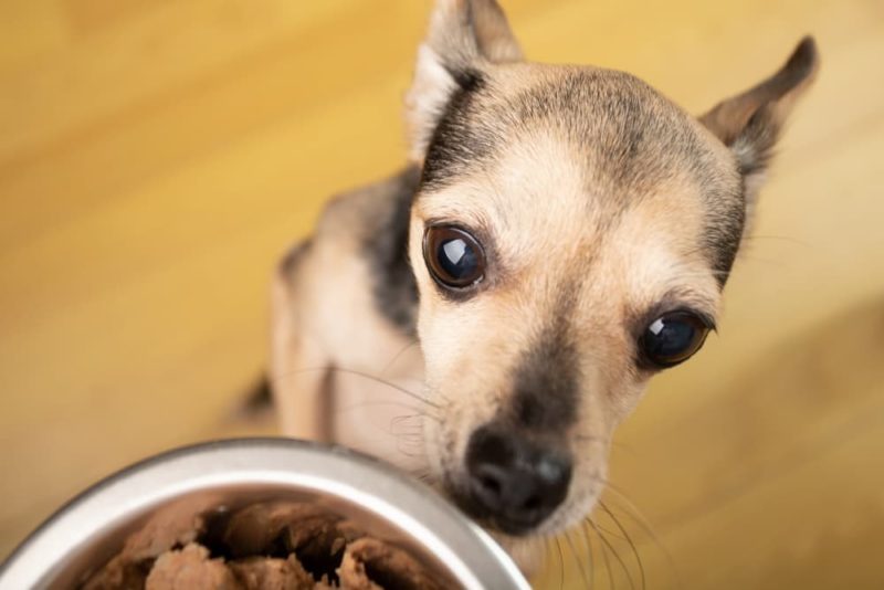 Vitamins and Minerals Required in Dog Nutrition | Great Pet Care
