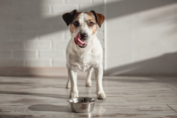 Why Is My Dog Always Hungry? | Great Pet Care