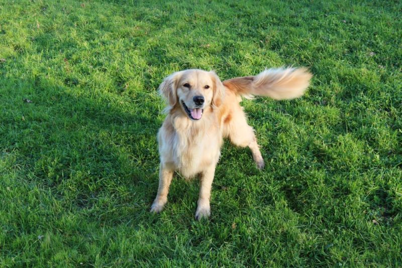 Limber Tail Syndrome in Dogs | Great Pet Care