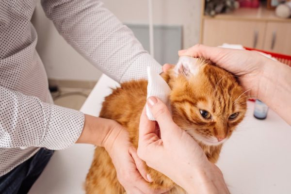 Cat Ear Infection: 6 Symptoms to Watch For | Great Pet Care