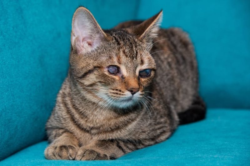 Guide to Life With a Blind Cat: Tips and Advice | Great Pet Care