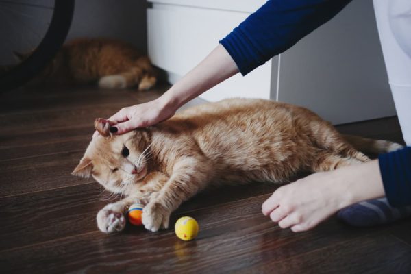 Guide to Life With a Blind Cat: Tips and Advice | Great Pet Care