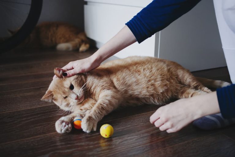 Guide to Life With a Blind Cat: Tips and Advice | Great Pet Care