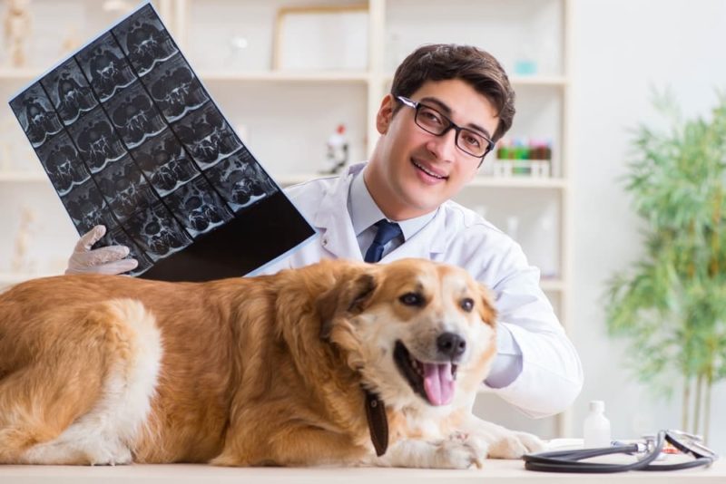 Dog MRI: Everything You Need to Know | Great Pet Care