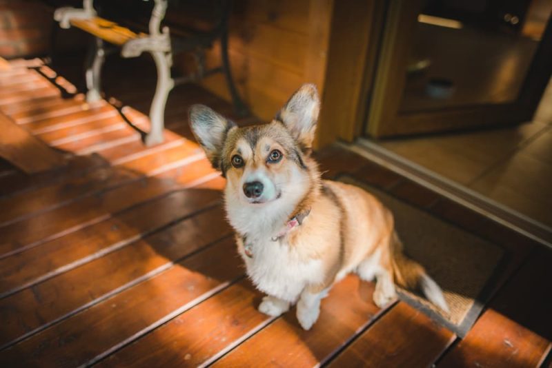 TPLO Surgery for Dogs: Costs and What to Expect | Great Pet Care