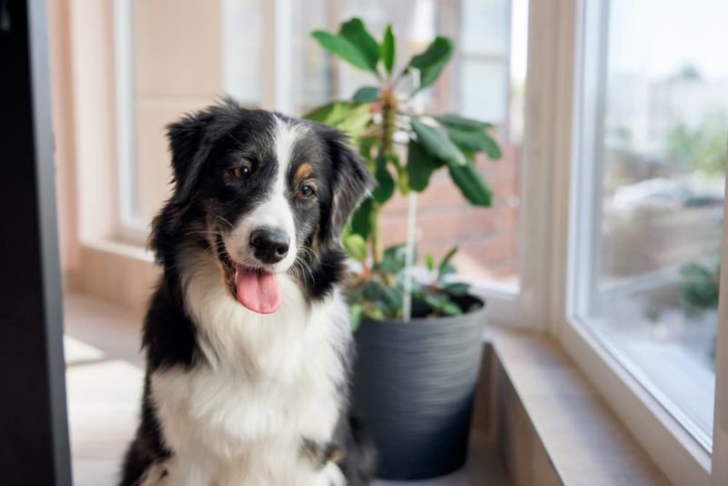 TPLO Surgery for Dogs: Costs and What to Expect | Great Pet Care