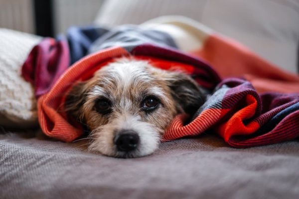 TPLO Surgery for Dogs: Costs and What to Expect | Great Pet Care