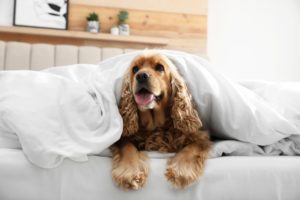 TPLO Surgery for Dogs: Costs and What to Expect | Great Pet Care