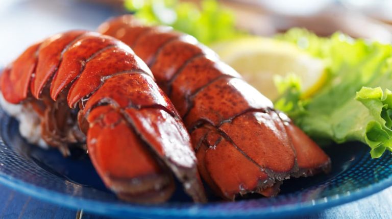 Can Dogs Eat Lobster? | Great Pet Care