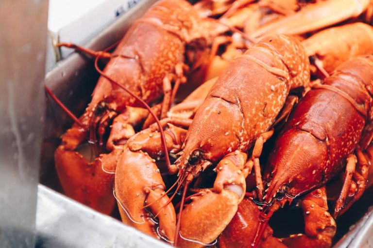 Can Dogs Eat Lobster? | Great Pet Care