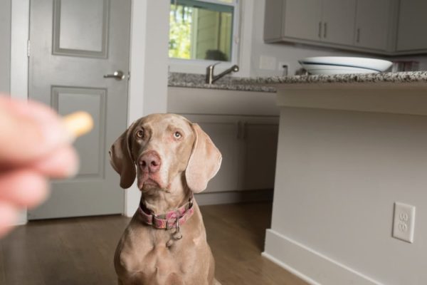 Pimobendan for Dogs | Great Pet Care