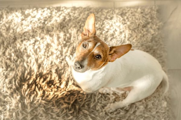 Incontinence in Dogs: Signs and Treatment | Great Pet Care