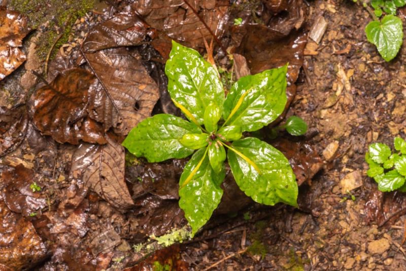 Yunnan Baiyao for Dogs: Benefits and Uses | Great Pet Care