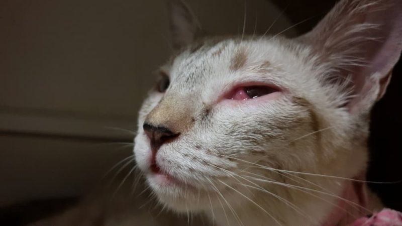 Conjunctivitis in Cats: Causes, Symptoms, Treatments | Great Pet Care