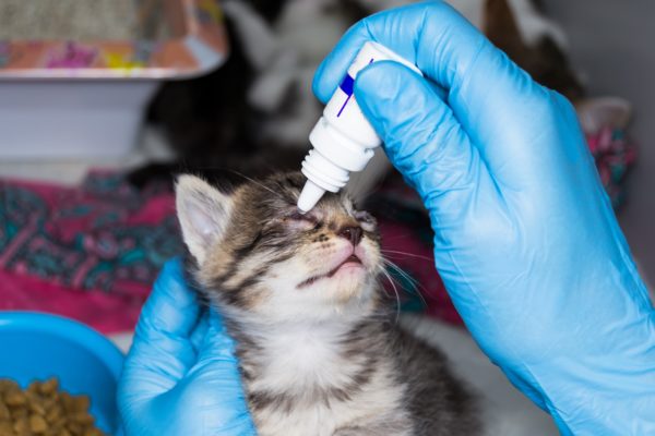 Conjunctivitis in Cats: Causes, Symptoms, Treatments | Great Pet Care