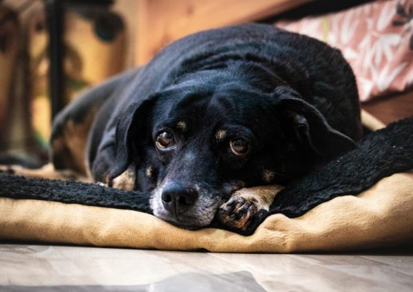 Pimobendan for Dogs | Great Pet Care