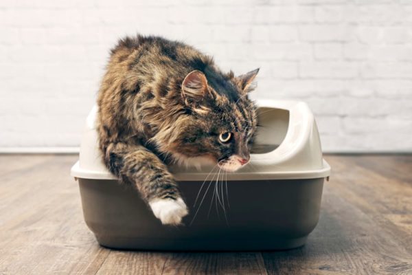 Bladder Cancer in Cats: Symptoms and Treatment | Great Pet Care