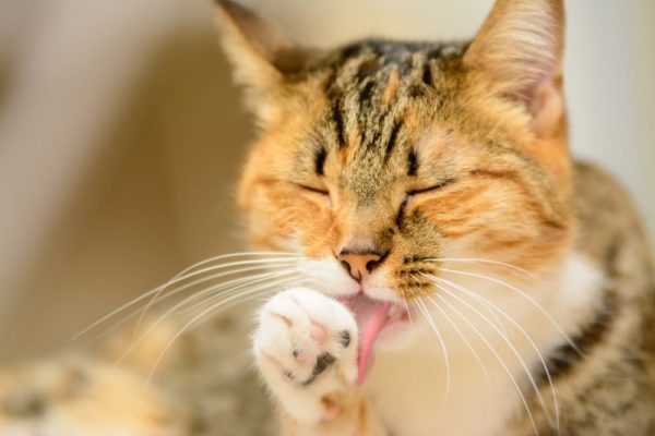 Cat Trilling: Why They Do It and What It Means | Great Pet Care